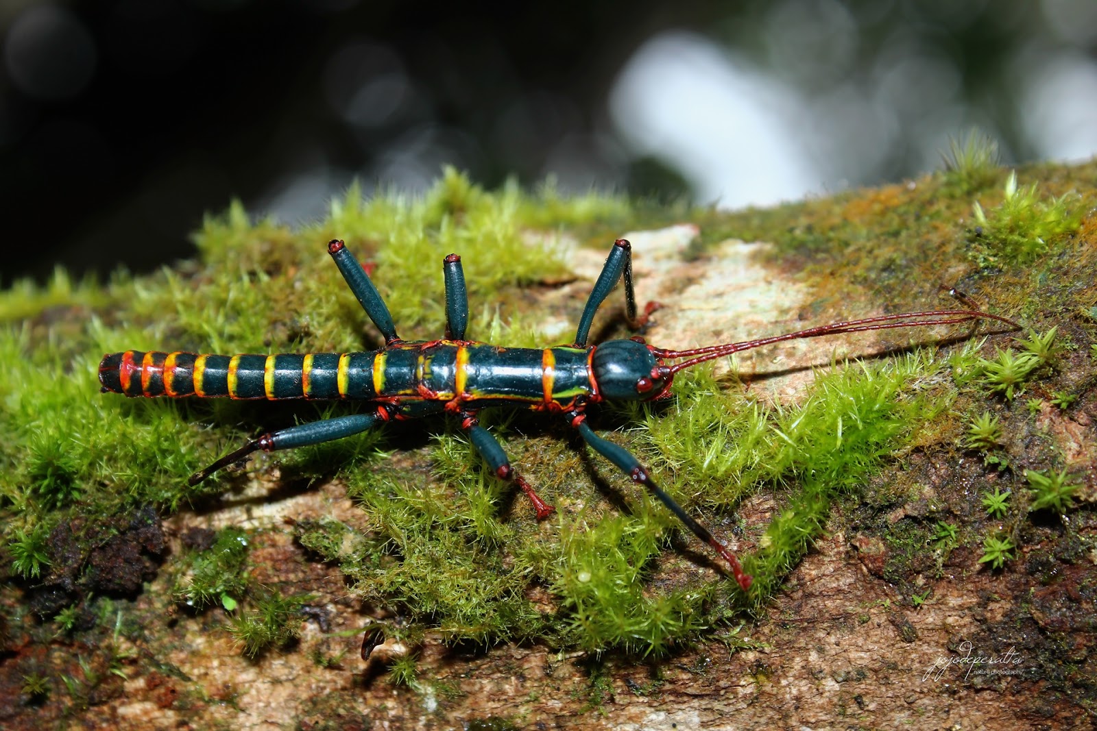 New Conlephasma Stick Insect discovered in Palawan