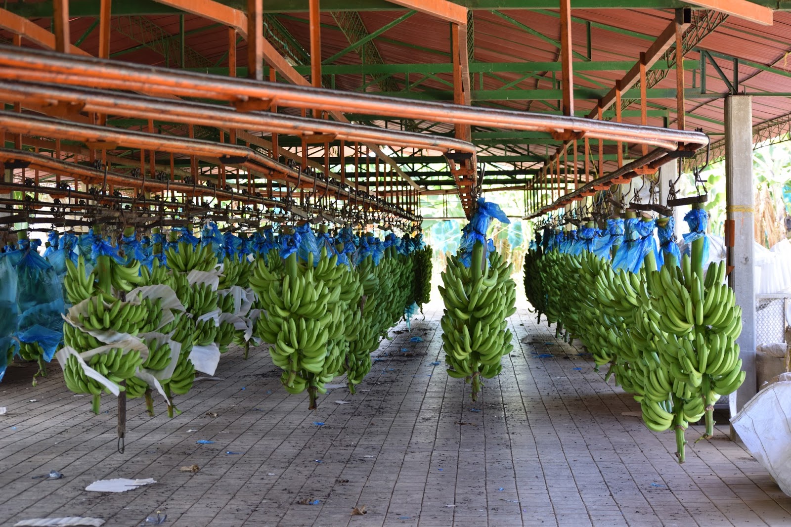 Our Life in Medellin Colombia: Urabá Antioquia Colombia - 1st November 2016