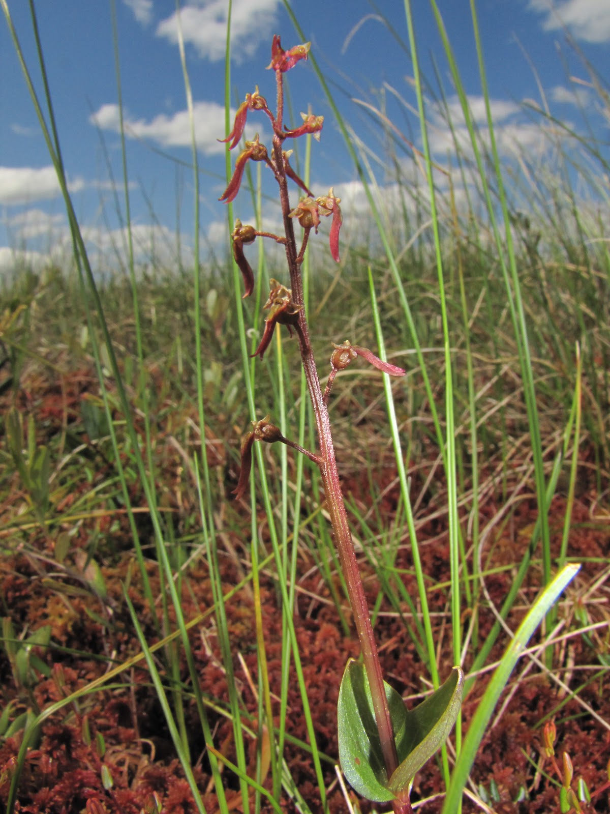 Through Handlens and Binoculars: Adirondack Foray, Part I