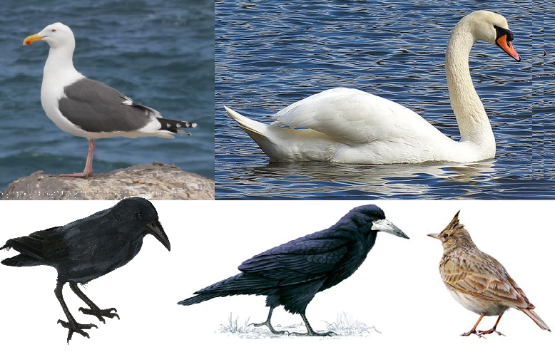 Sea Bird Names With 6 Letters sea-bird-names-with-6-letters