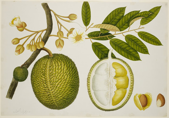 Durian (Durio zibethinus), il Frutto che Puzza più Diffuso del Sud-Est ...