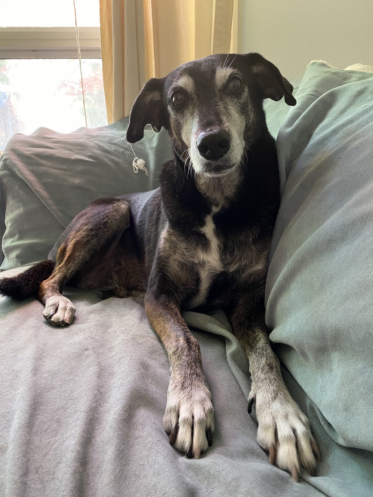 Pound Dogs Toronto Animal Services - dog adoption - animal shelter