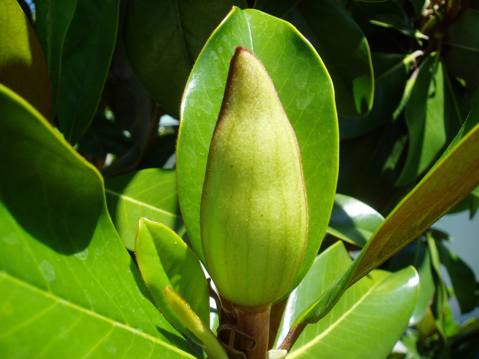 MAGNOLIO: Magnolia grandiflora | Plantas rioMoros