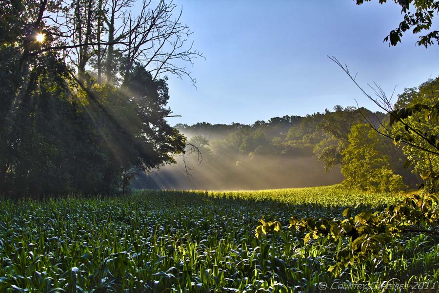 Country Captures: Mid Summer Morning