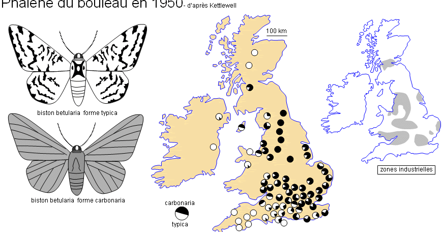 GENETIKAS : RENFORCEZ VOS ACQUIS: La sélection naturelle et la dérive ...