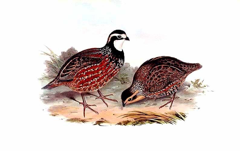 Tierra de pavos, francolines, faisanes y perdices: Colín de Virginina ...