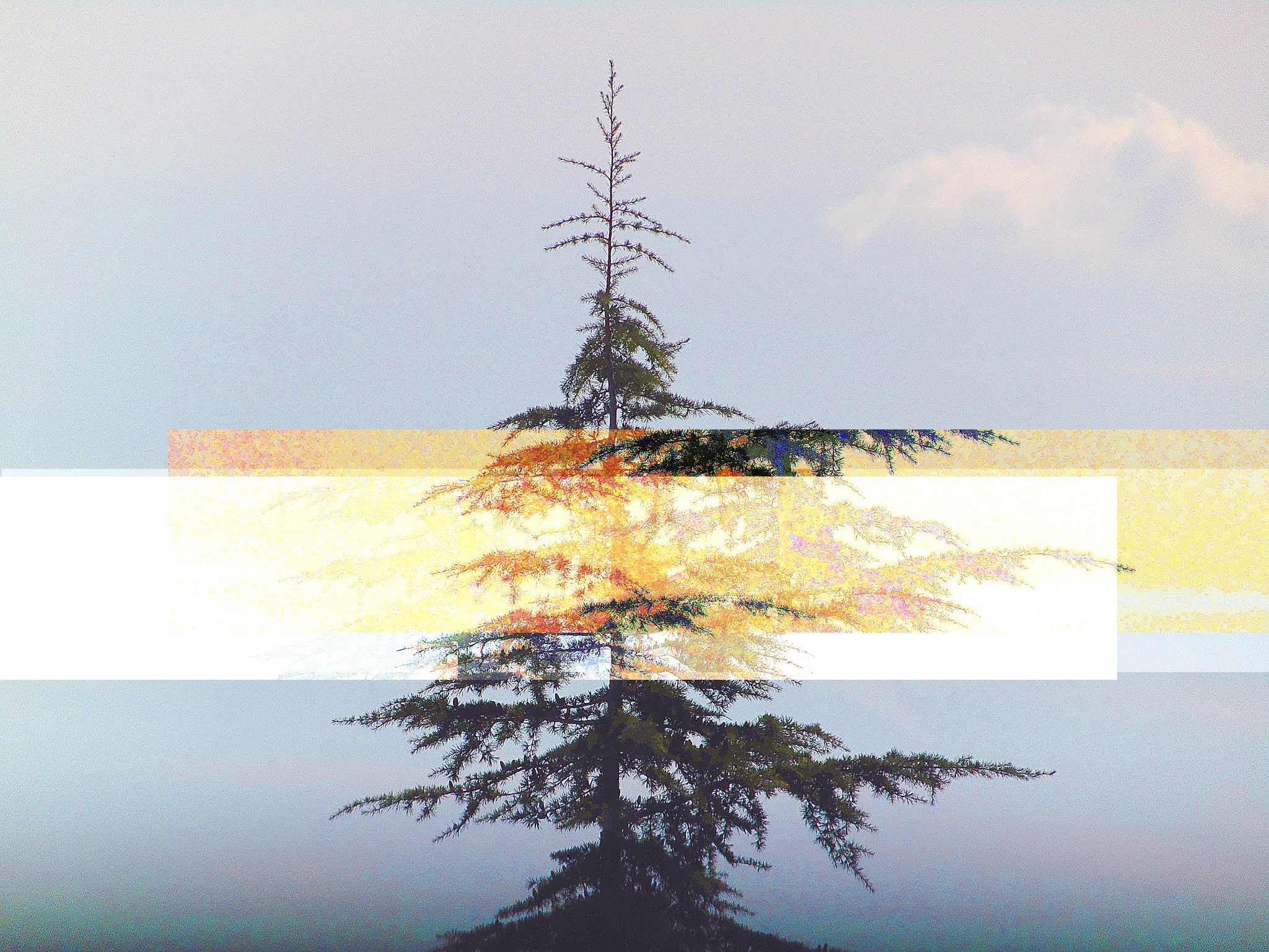 tree, coniferous, environment, distraction, distortion, glitch ...