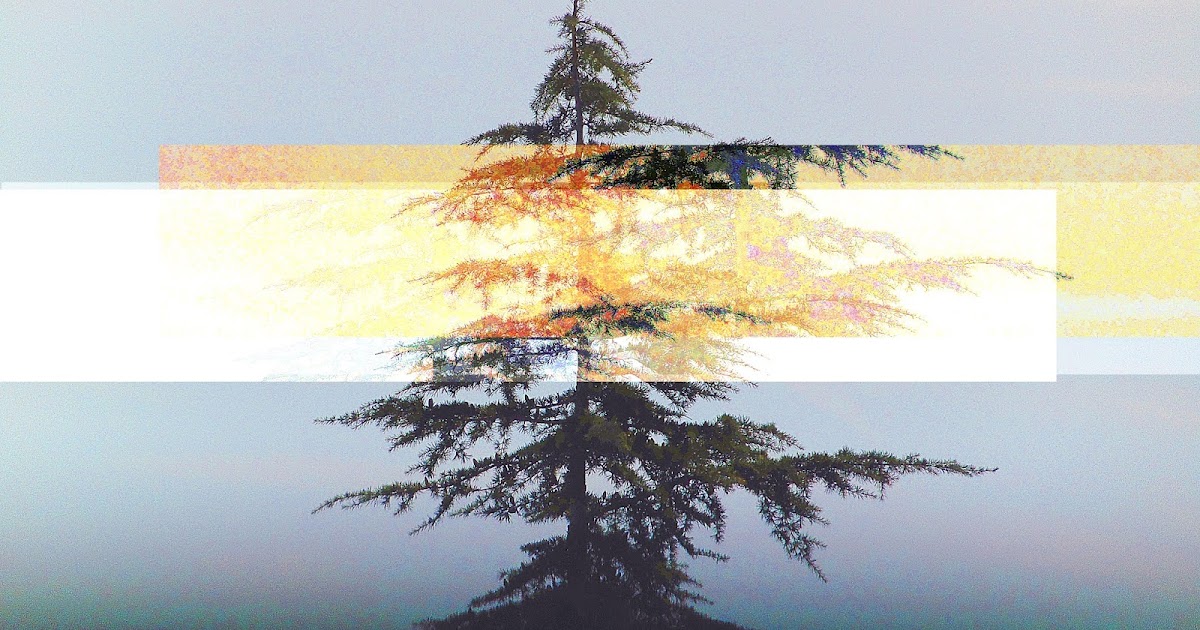 tree, coniferous, environment, distraction, distortion, glitch ...