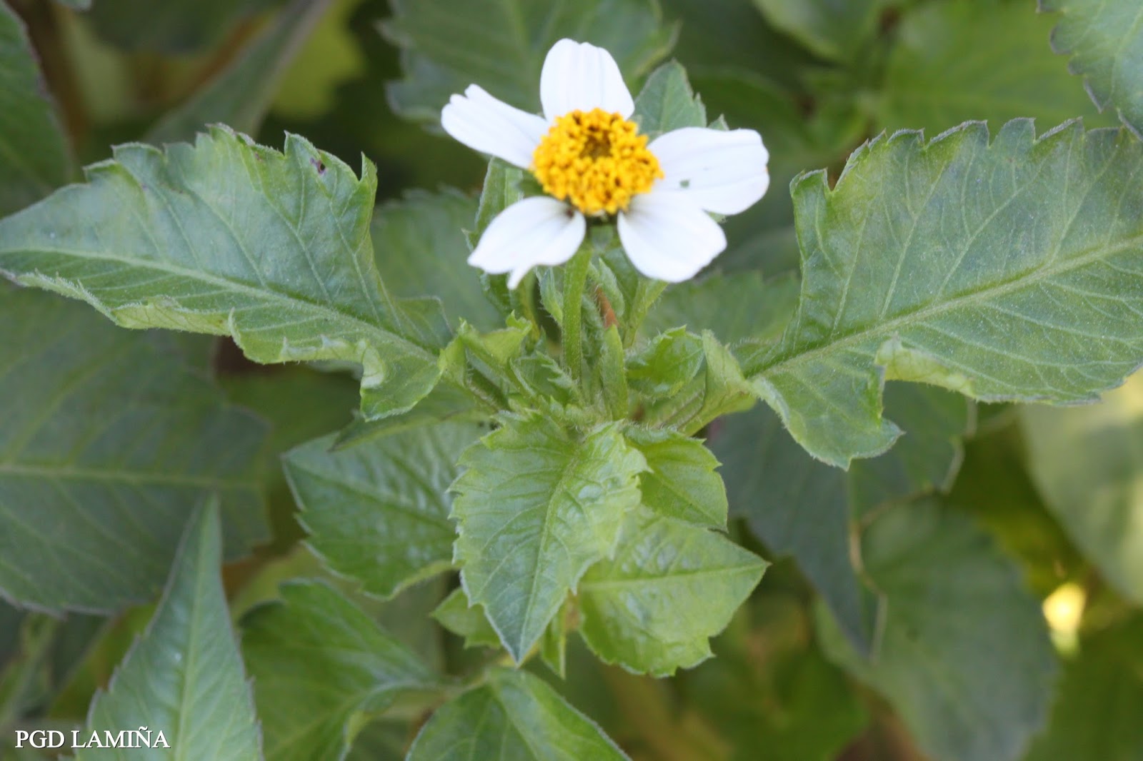 BIDENS PILOSA. amor seco.