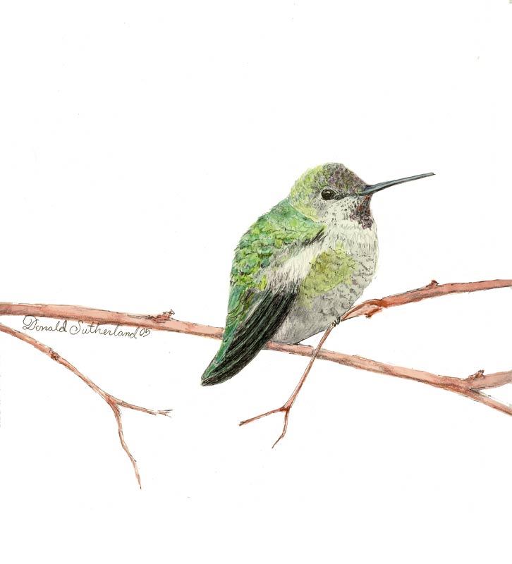 Affordable Original Art: Anna's Hummingbird
