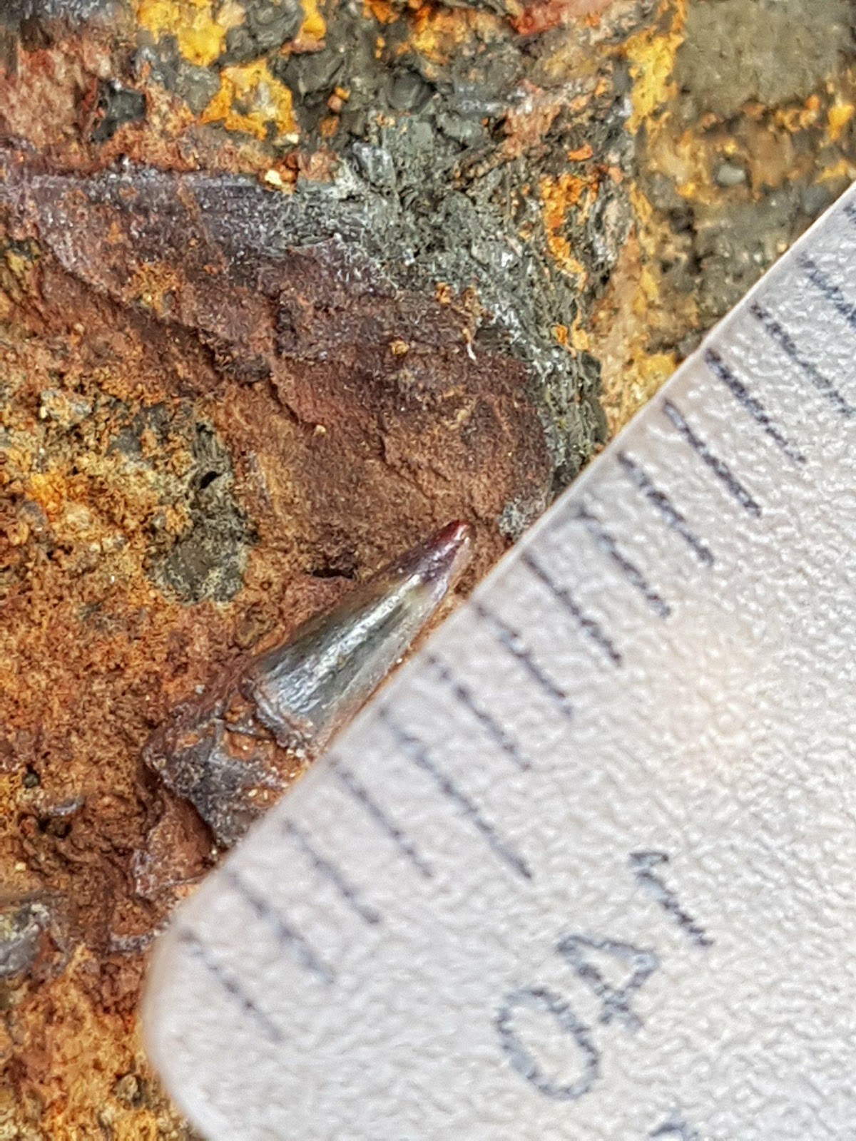 The Palaeo Post: Lapworth Museum (and a trip to Aust Cliff)