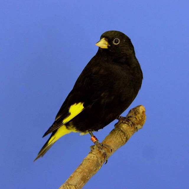 Pintassilgo, Tarin américain, Amerikaanse sijzen, Amerikanische zeisige ...