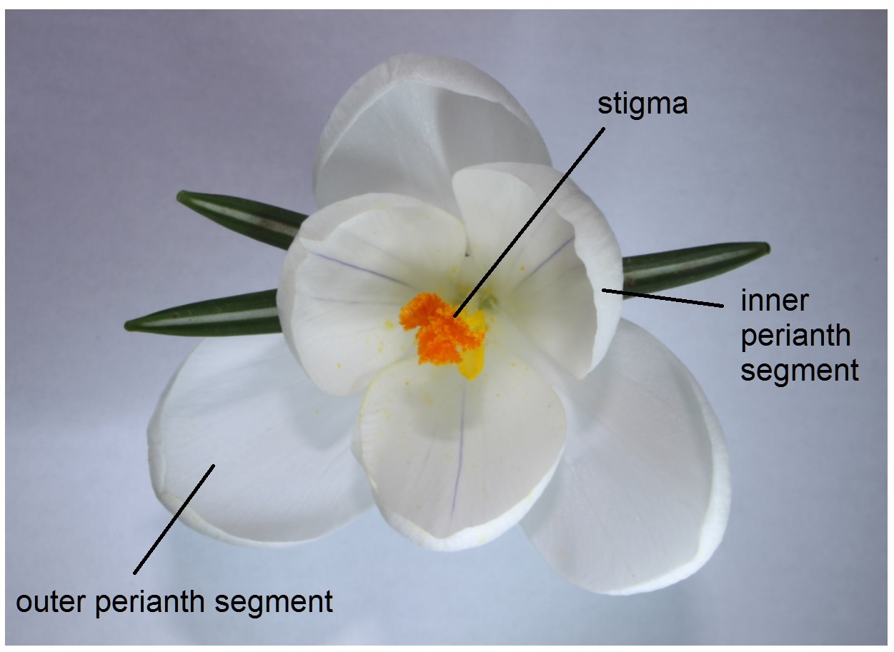 Mike's North Hants nature watch: Crocus verna - an example of a species ...