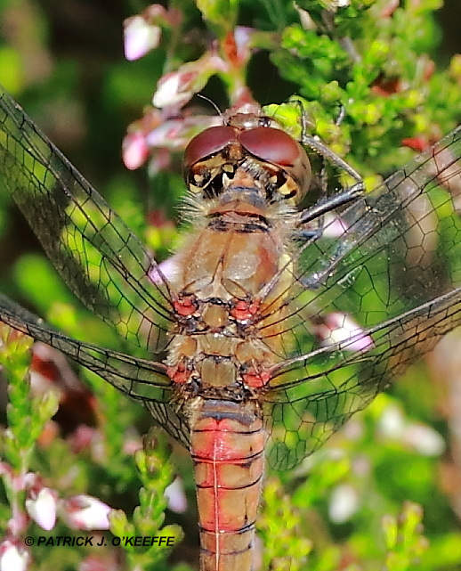 Raw Birds: COMMON DARTER DRAGONFLY (Sympetrum striolatum) immature male ...