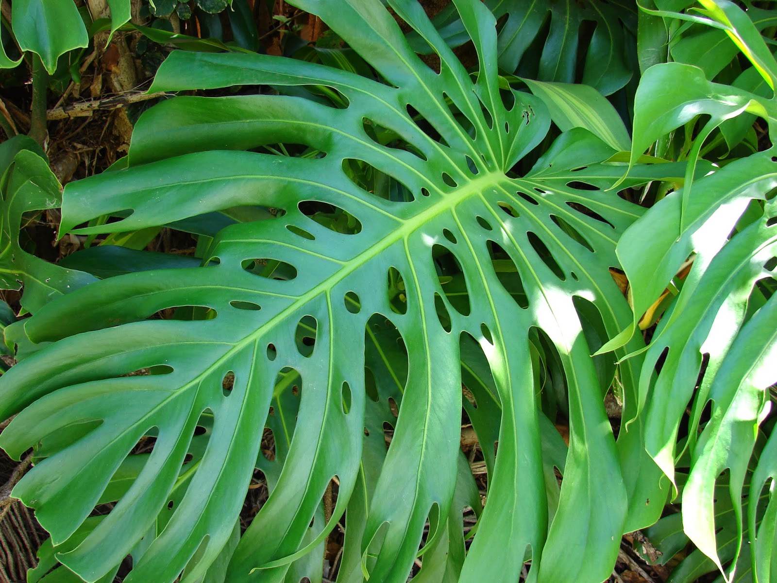 .: PANC deliciosa: Monstera, Fruto da Costela-de-Adão