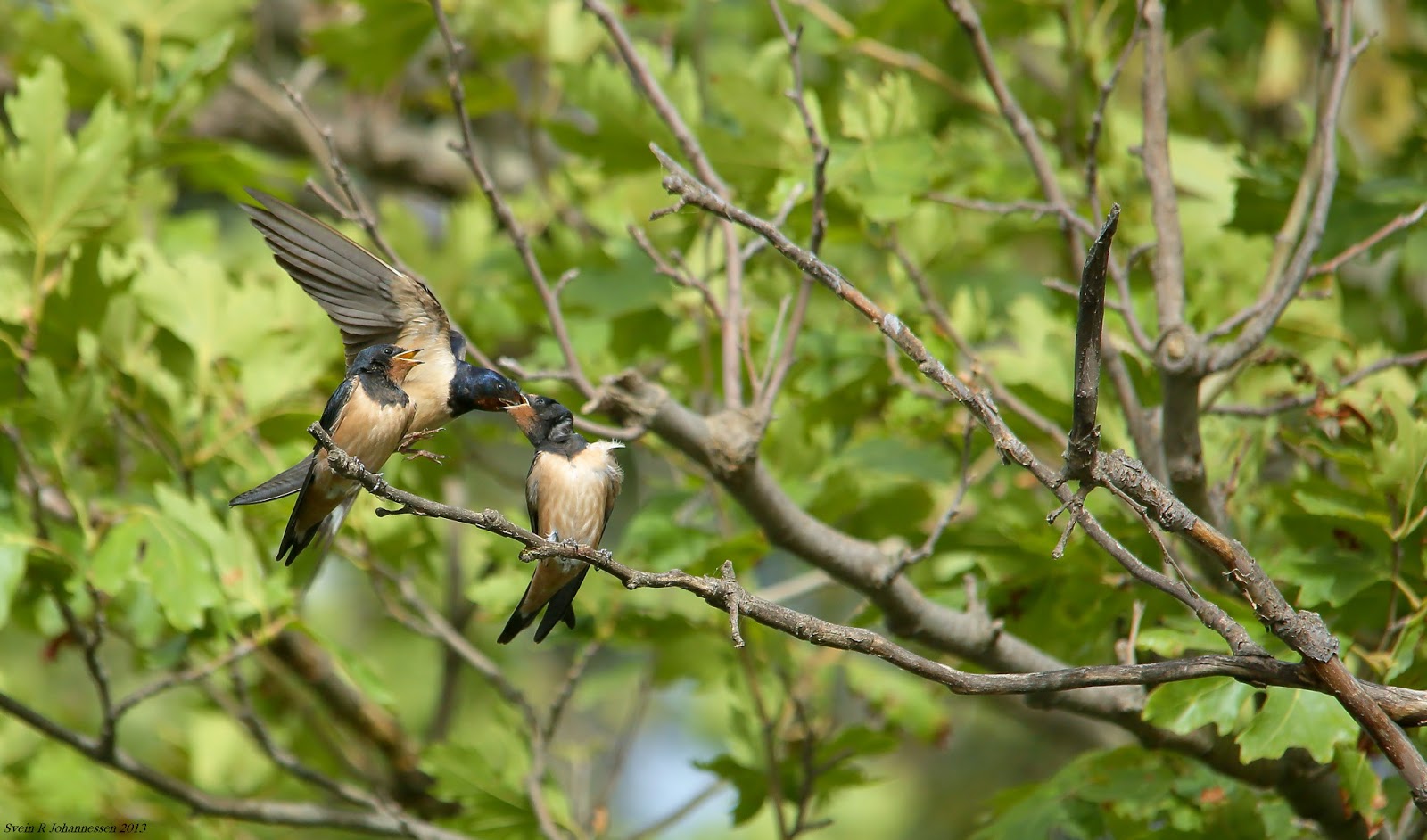 Nature photographer Svein R Johannessen : SVALER