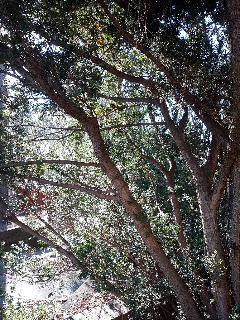 Future Plants by Randy Stewart: Yews - The Taxus Family