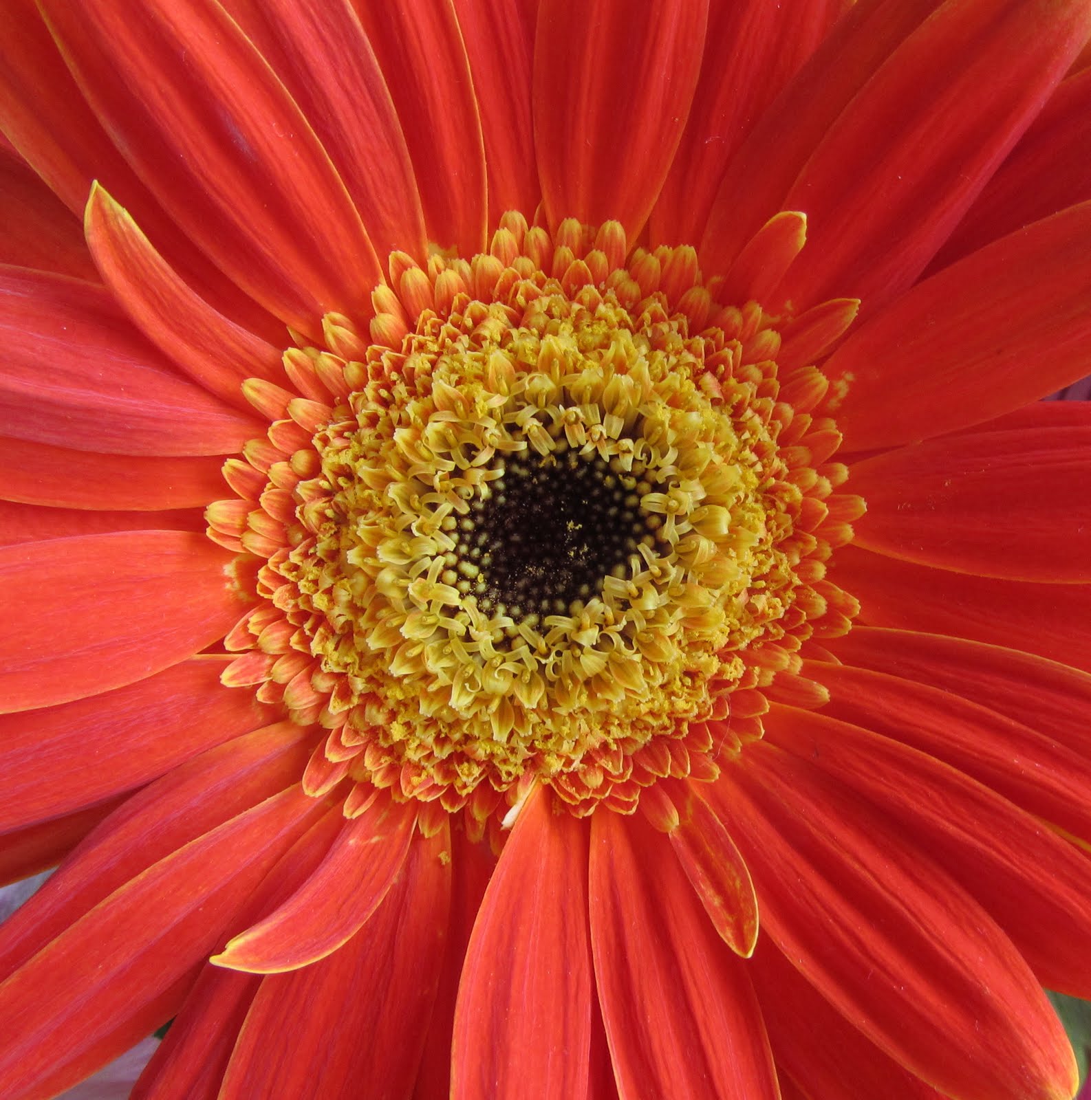 Next Door Laura: Flying Miss Daisy