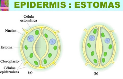 GUÍA N° 12 DE BIOLOGÍA GRADO SEXTO