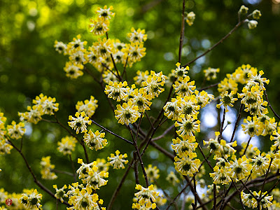 FROM THE GARDEN OF ZEN: Mitsumata (Edgeworthia chrysantha）flowers in ...