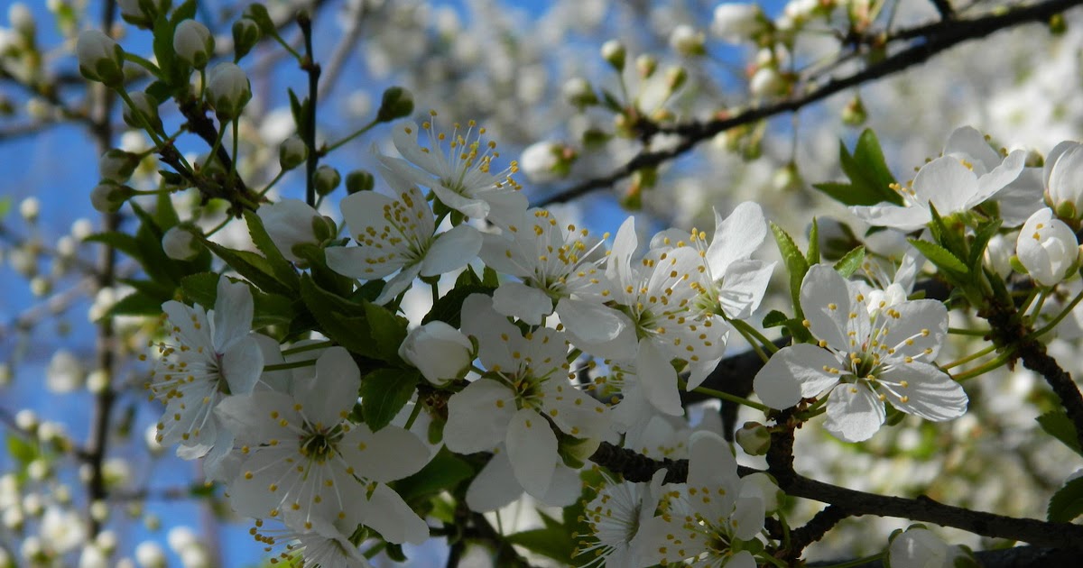 LA MULTI ANI, ROMANIA!: Pom inflorit