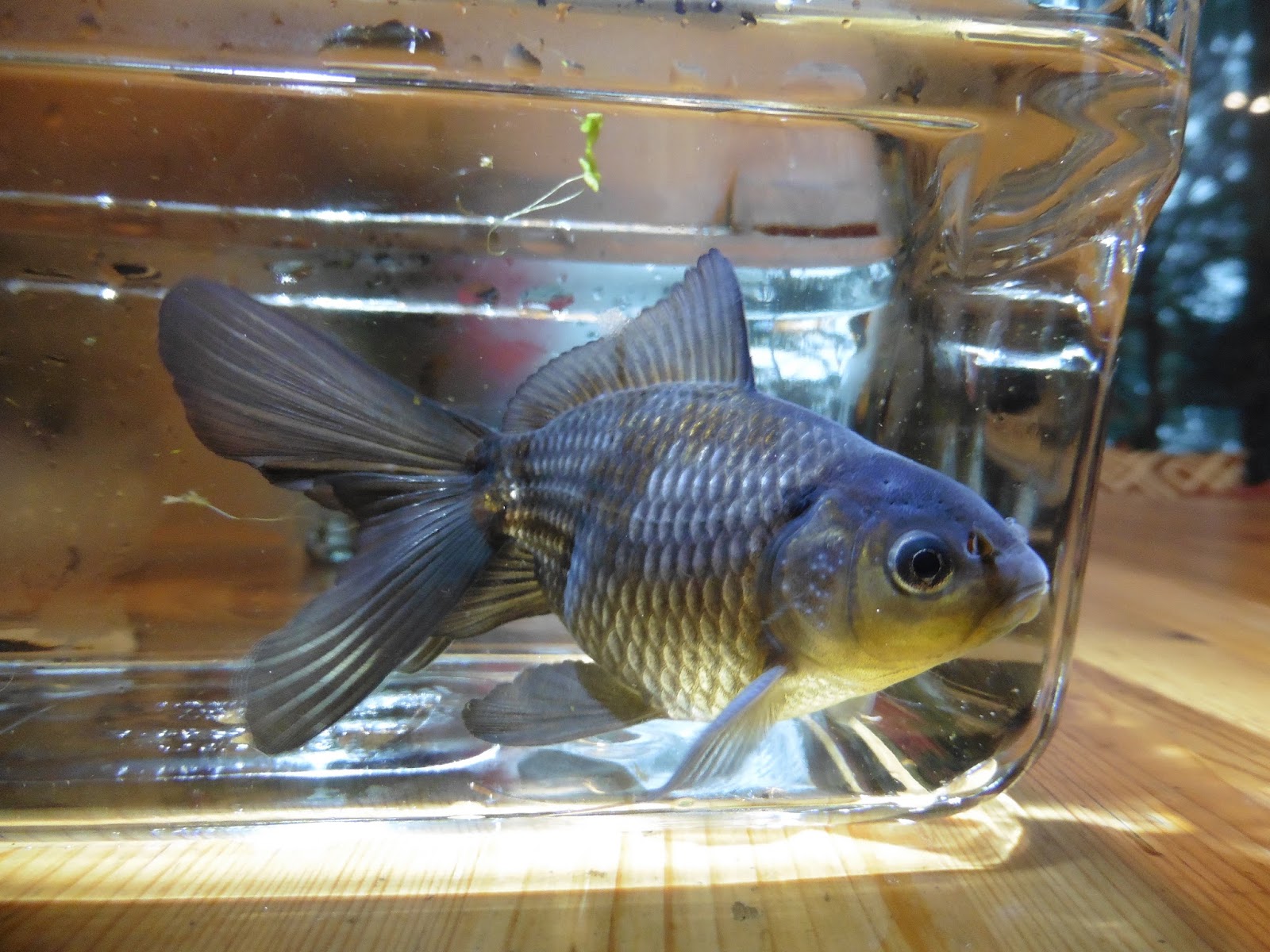 Canadian Fantail Goldfish