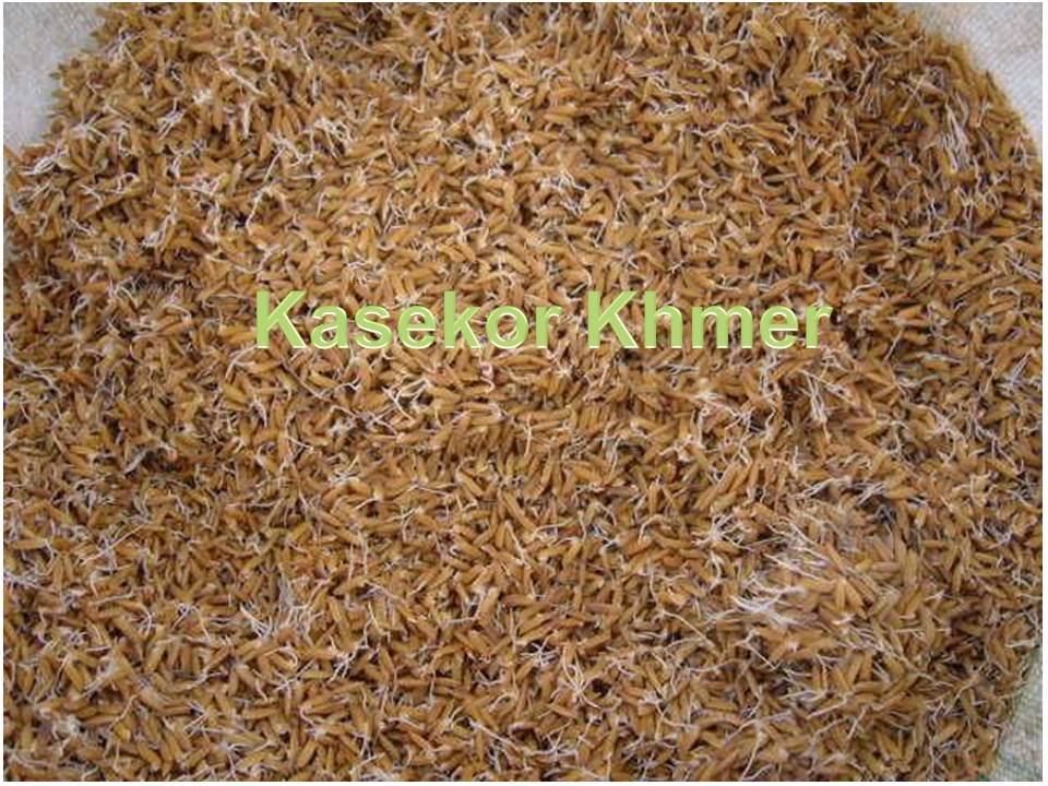 កសិករខ្មែរ-Kasekor Khmer