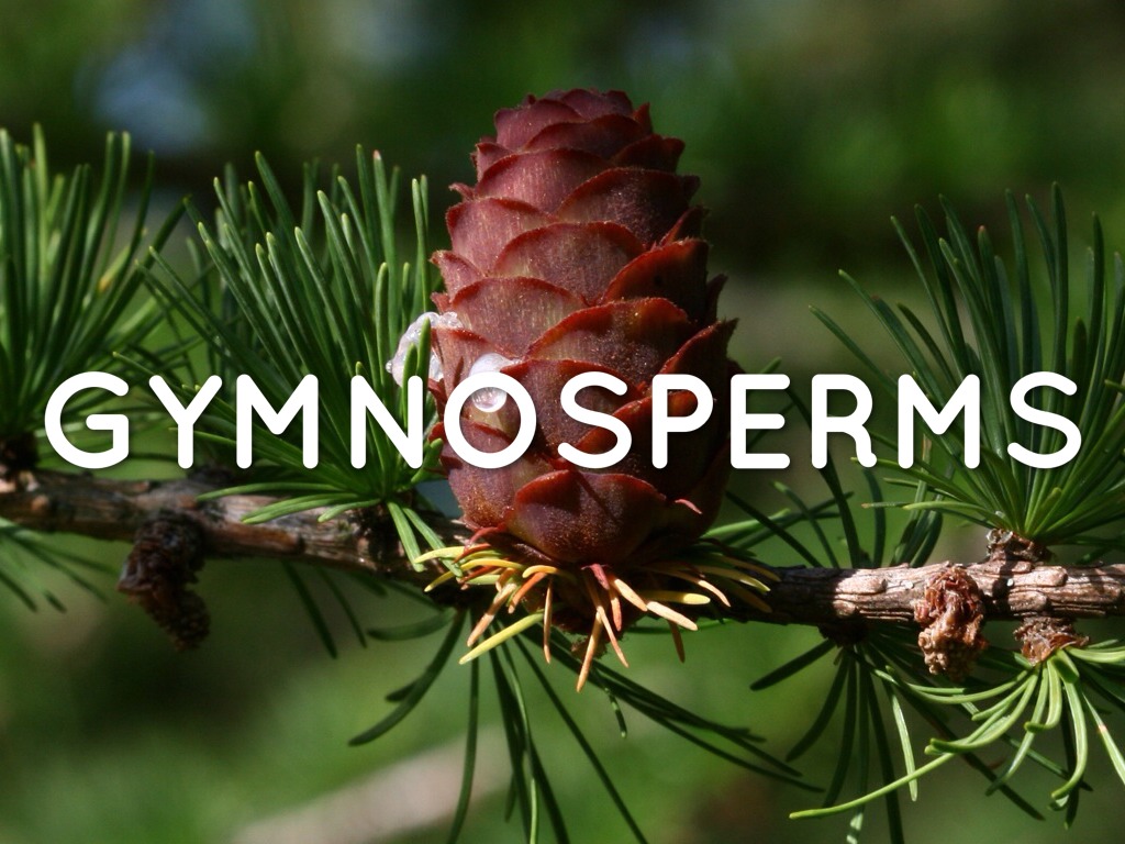 Biology is life: Gymnosperms