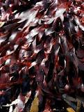 Herbs-Treat and Taste: DULSE "COMMENDED AGAINST WOMEN'S LONGING ...