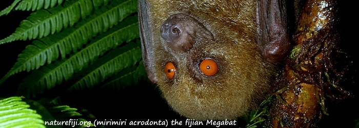 Nature Fiji.org project bats of fiji