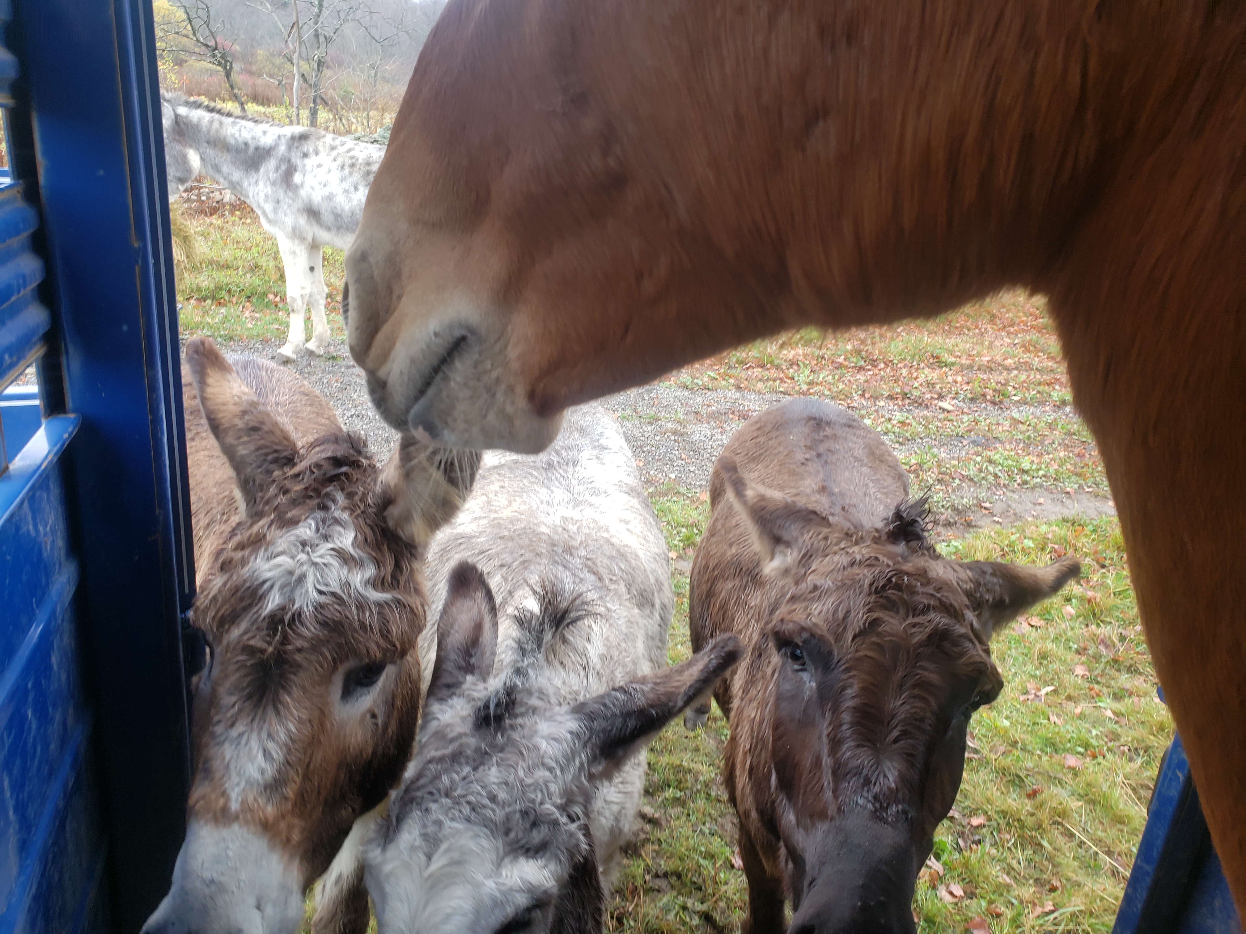 The Dancing Donkey: Happy Mule Appreciation Day