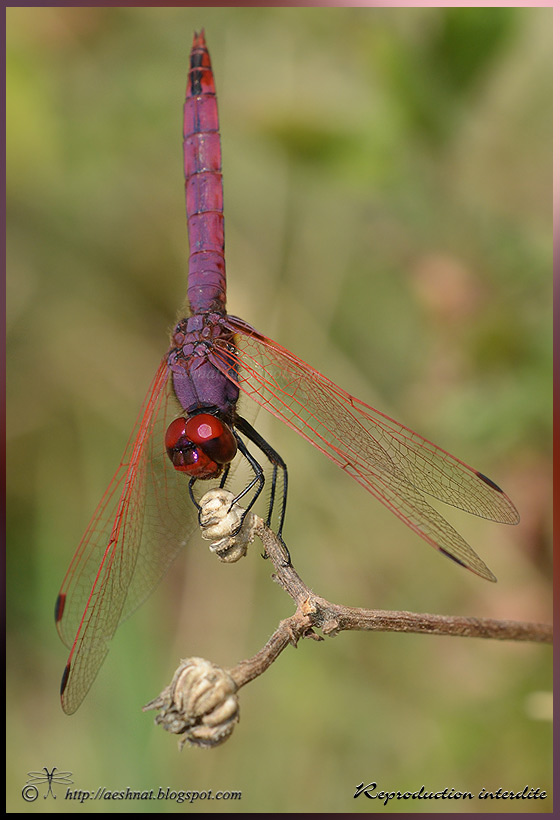 The Violet Dropwing - Trithemis annulata | Focusing on Wildlife