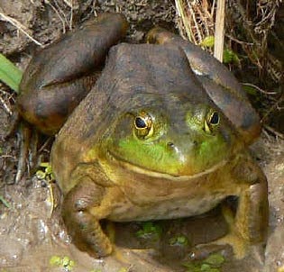 Banyaknya Info !: Katak Paling Besar Di Dunia.