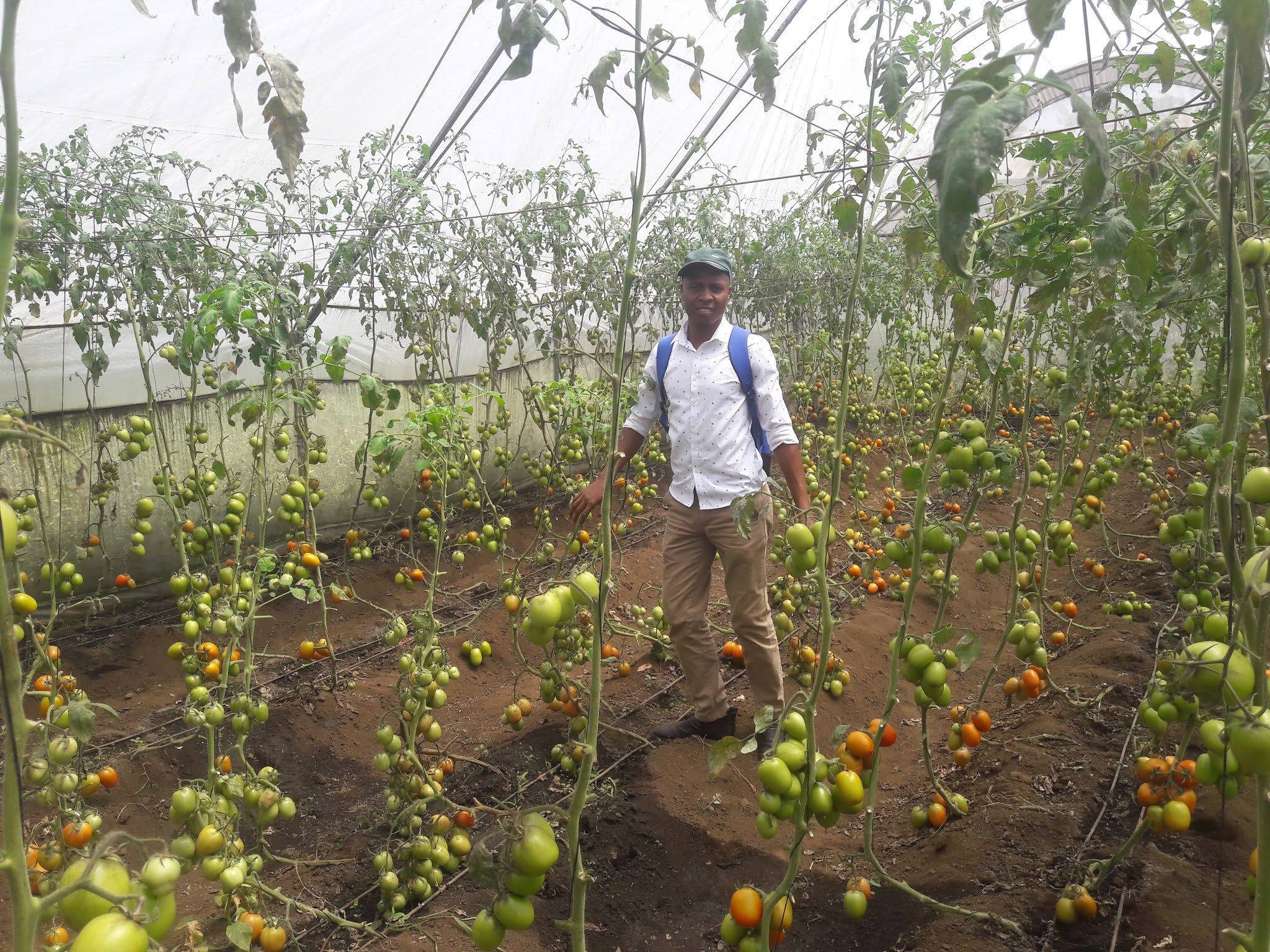 Mpangilio wa Mbolea kwenye kilimo cha Nyanya