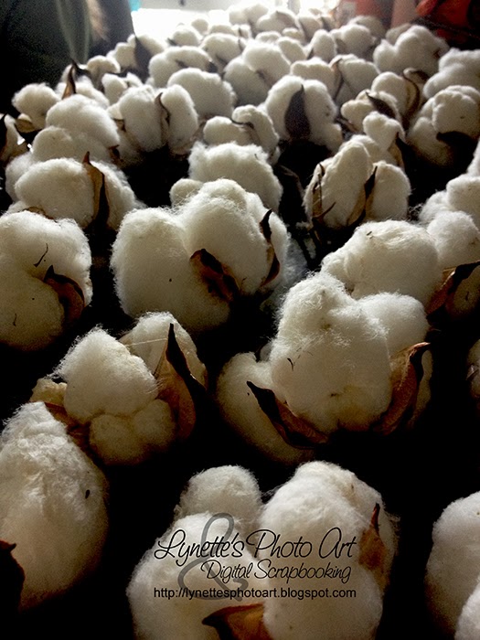 Lynette's Photo Art: Cotton Field In My Kitchen!