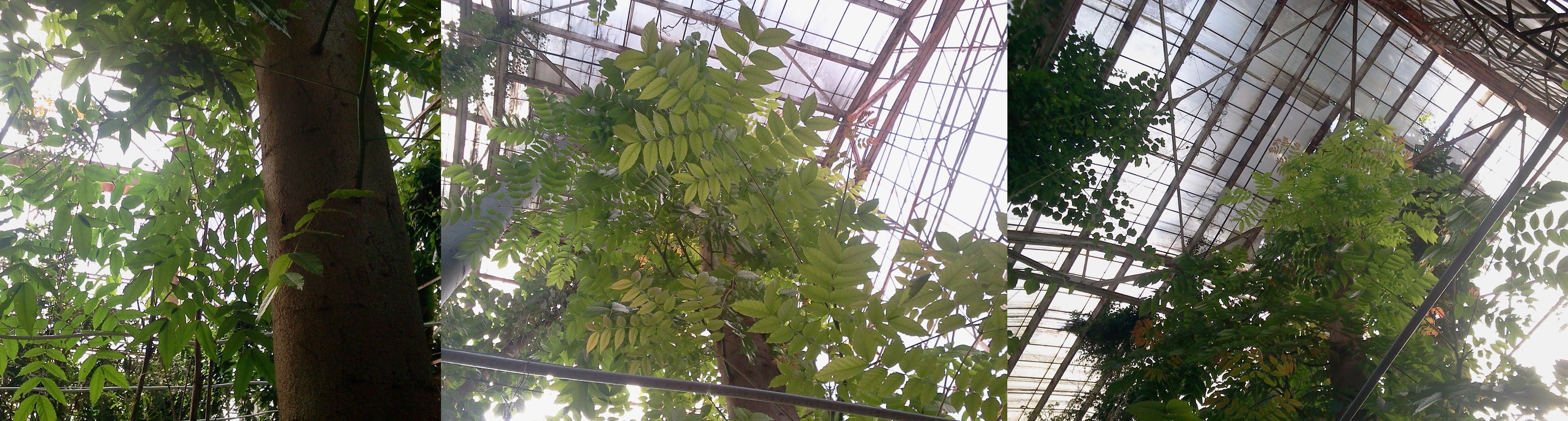 EPIDOMETRIA: Cedro rosado en Chapingo.