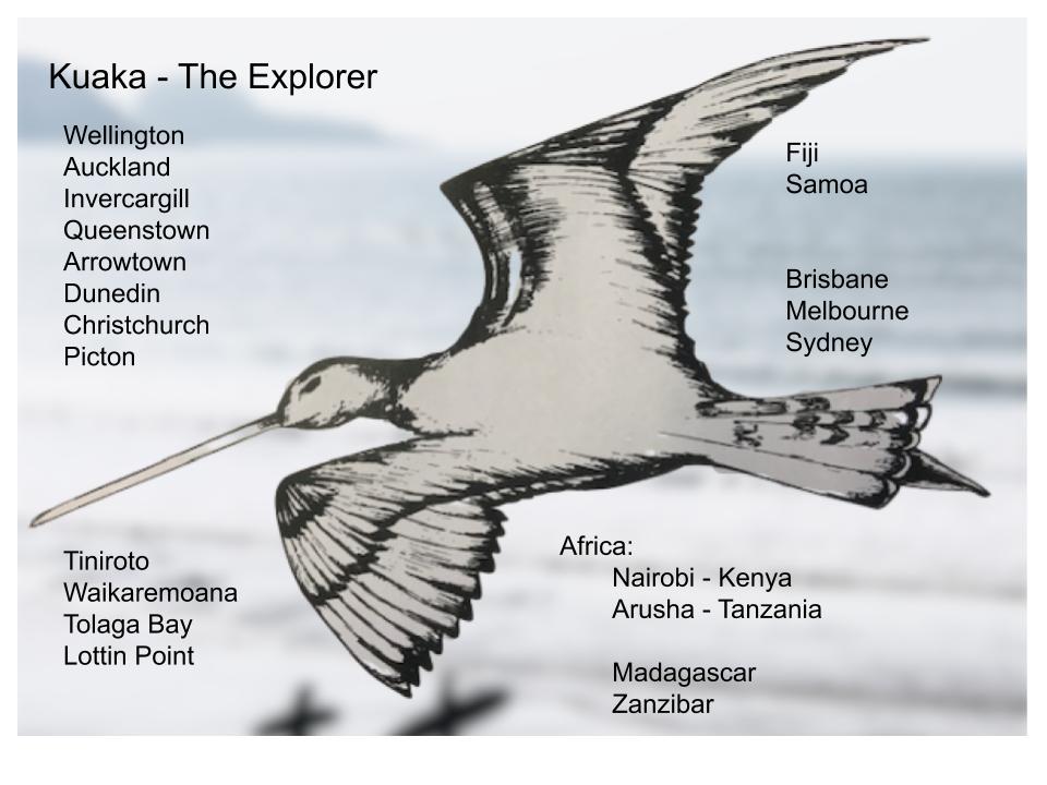 Sherryl's Professional Blog: Kuaka - The Explorer