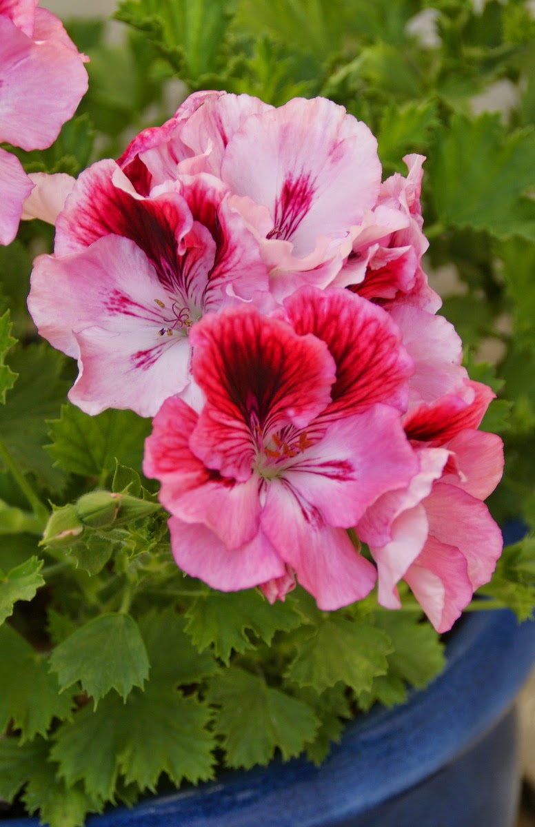 Organic Garden Dreams: More Spring from my Garden