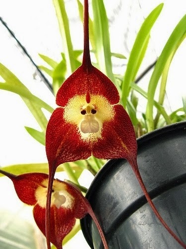 Anggrek Unik Yang Berwajah Monyet