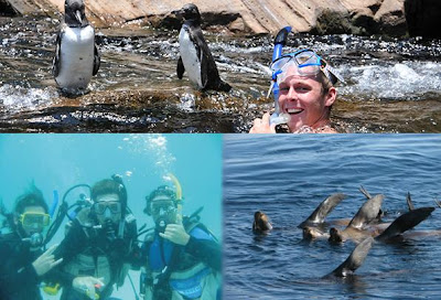Tours de buceo en Galápagos un día