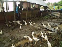 Mahat Terhebat Farm: Penternakan Itik Muscovy / Itik Nila / Itik Serati