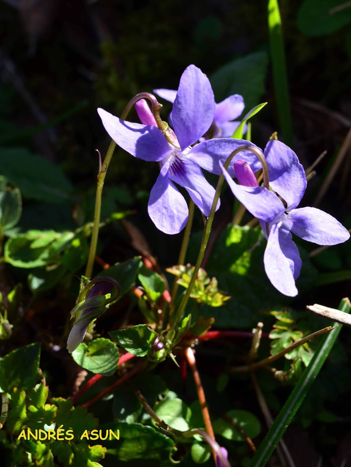 Flores silvestres de la Cordillera Cantábrica: VIOLACEAS - Violaceae