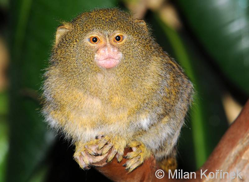 CiênciasEkos: Primatas do Brasil - Sagui-pigmeu
