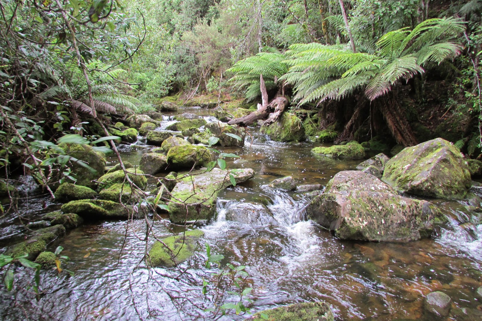 Glen Dhu Rivulet | Hiking South East Tasmania