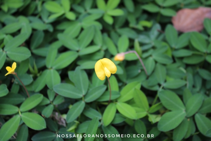 Grama-amendoim: características e utilidades