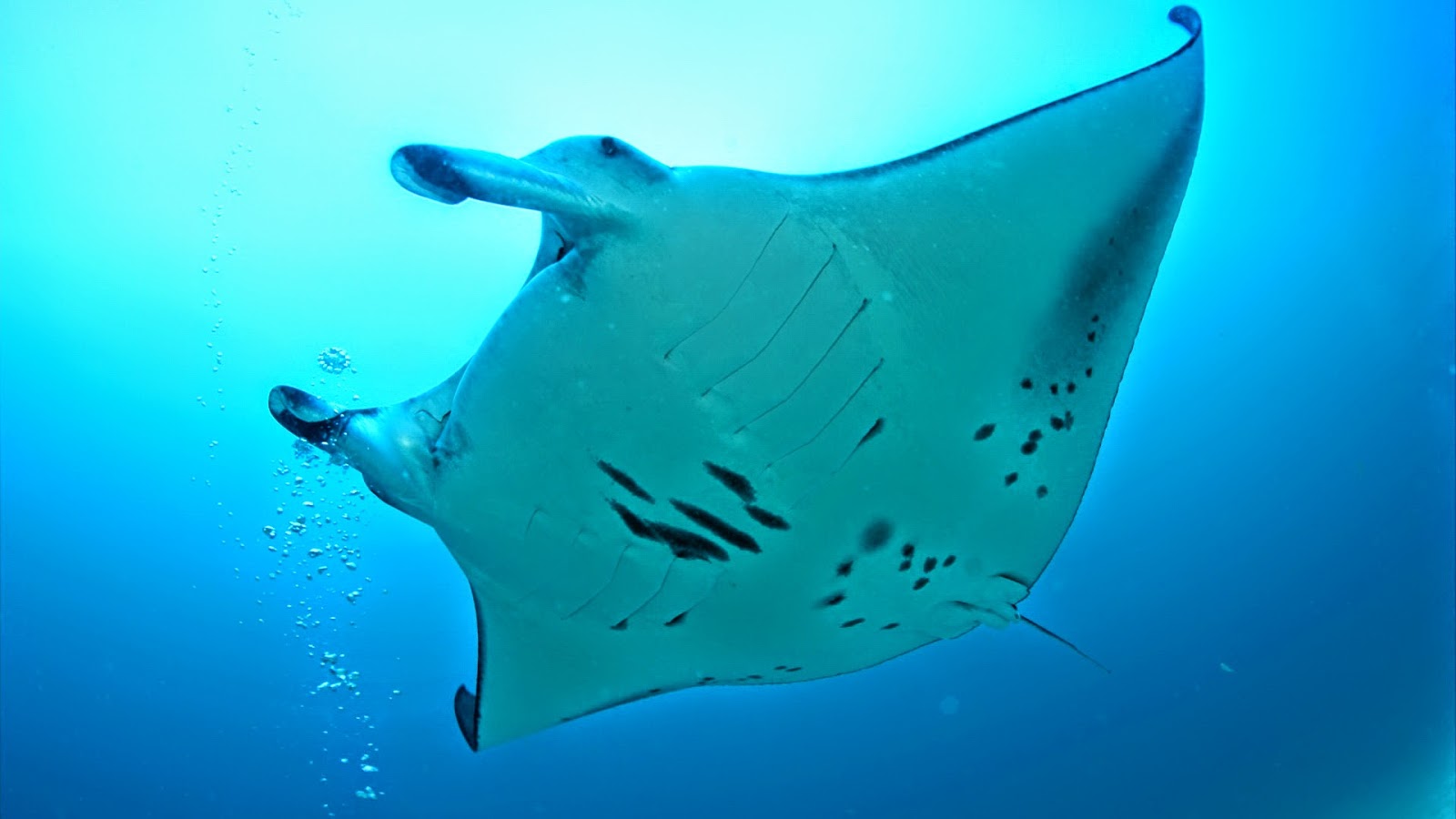 Ray - HD Wallpapers | Earth Blog