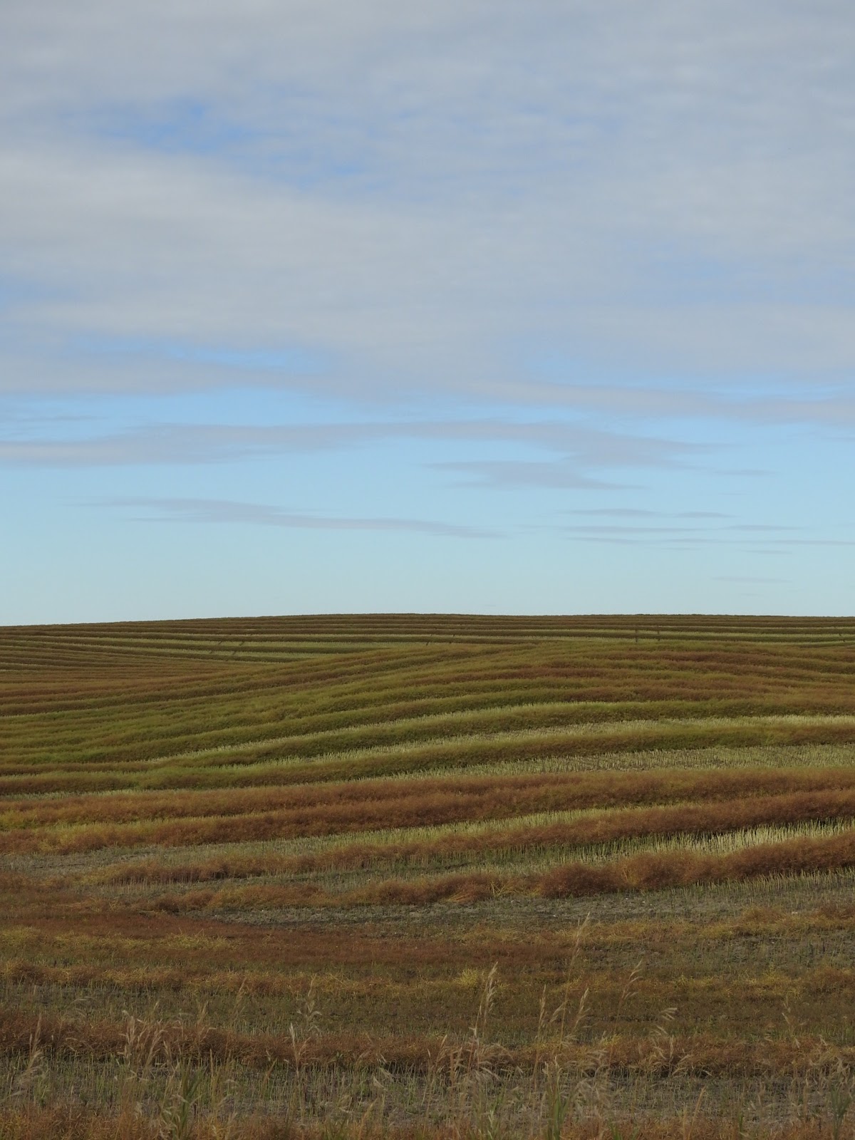 The view from here: Prairie scene