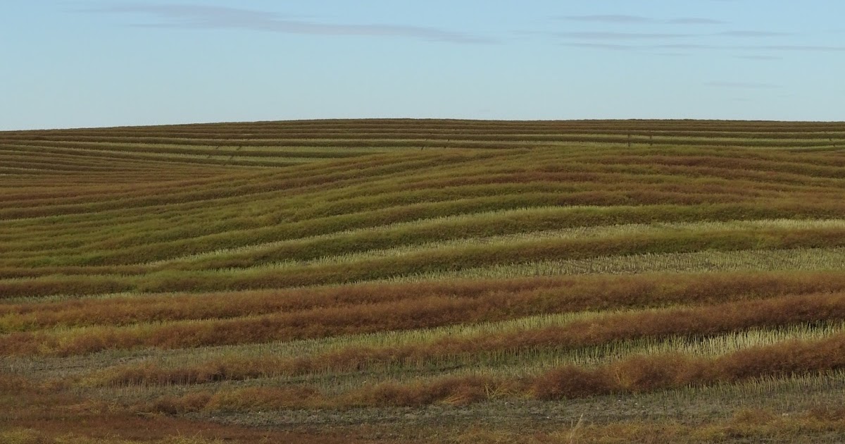 The view from here: Prairie scene