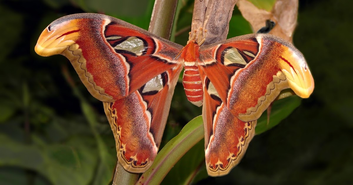 Top 6 Most Beautiful Moth Species in the World