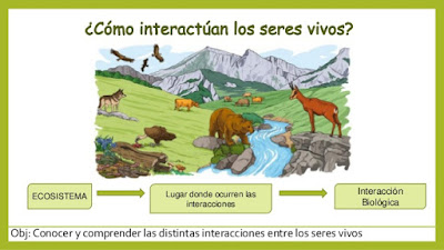 INTERACCIONES EN LOS ECOSISTEMAS : INTRODUCCIÓN